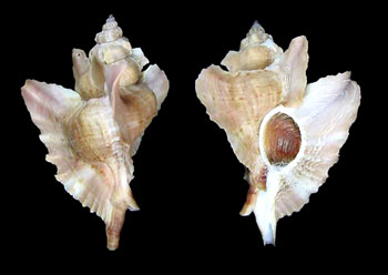 骨螺总科 Muricacea 蓝色动物学（中国动物学科普）